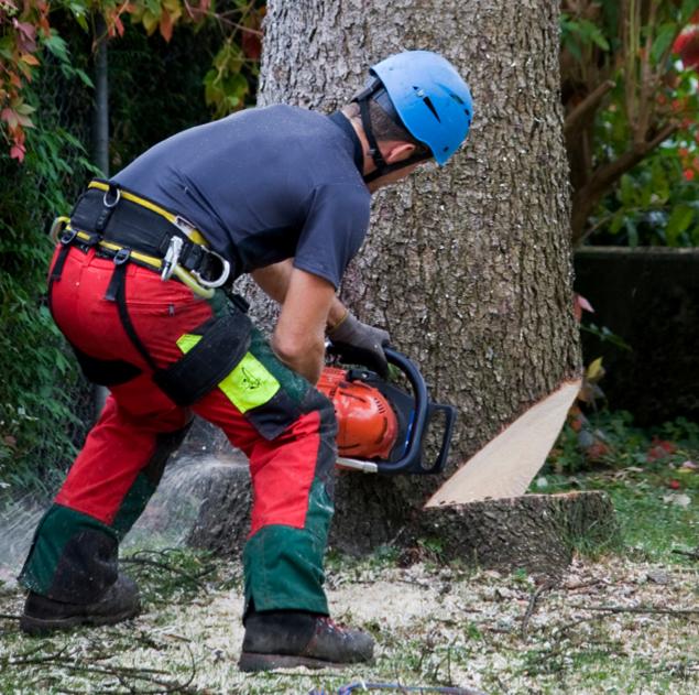 Tree Felling Yorkshire | J E Varley Tree Surgeon